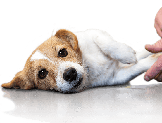 St Anne's Vets | Vets in Eastbourne | Cat & Dog Veterinary Clinic