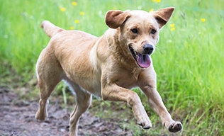 St Anne's Vets | Vets in Eastbourne | Cat & Dog Veterinary Clinic
